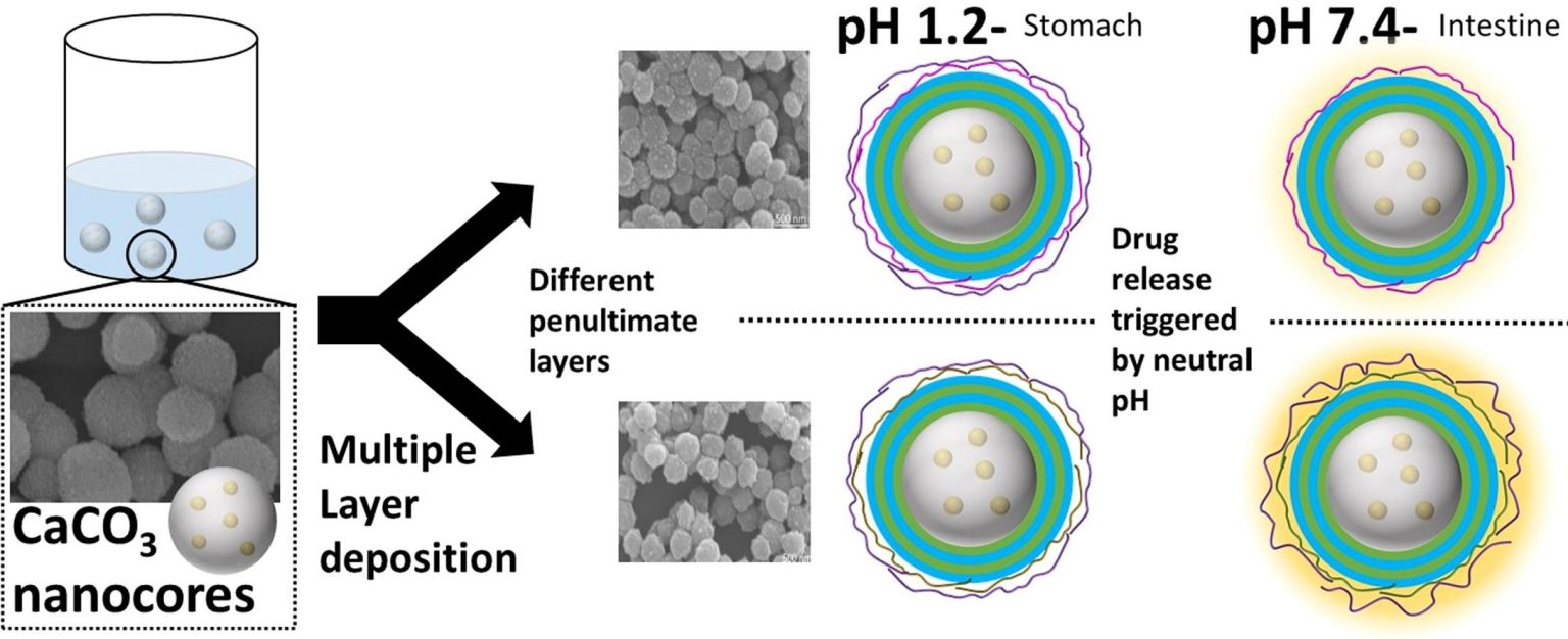 Nancy’s work on using layer-by-layer modification to control drug ...